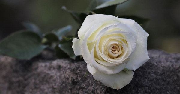 Condolencias - Nélida Rivas de Poletto - Facultad de Odontología